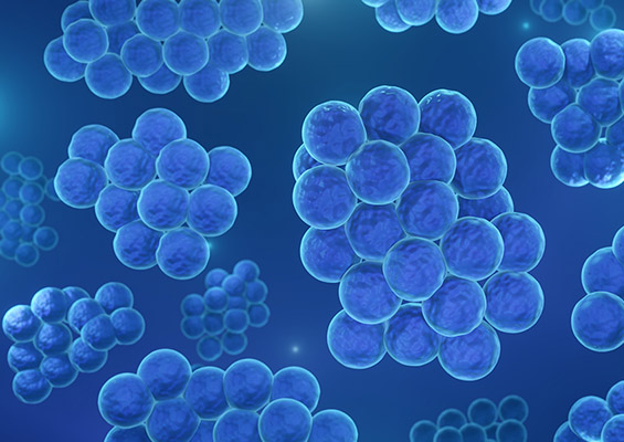 Objawy i postępowanie w zakażeniach Staphylococcus spp. z ...